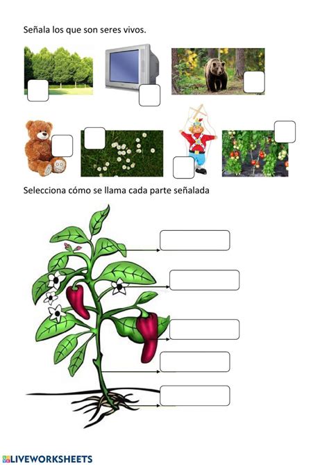 Worksheets Plant Parts Interactive Notebooks Literacy Centers