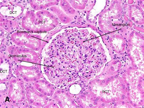 Bowmans Capsule Histology