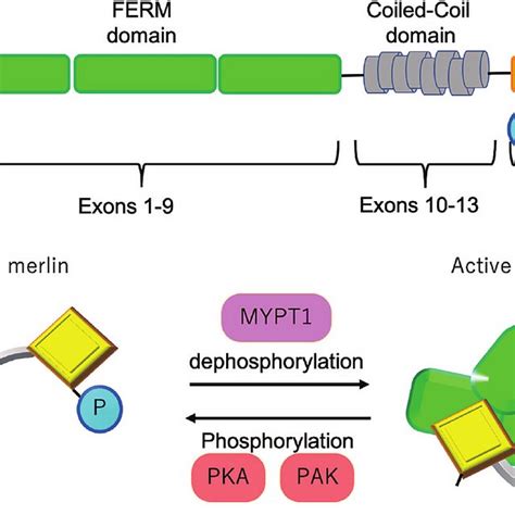 Merlin Consists Of Ferm Coiled Coil And C Terminal Domains