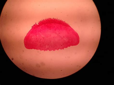 Ctenoid Fish Scale Fish Scales Vertebrates Fish