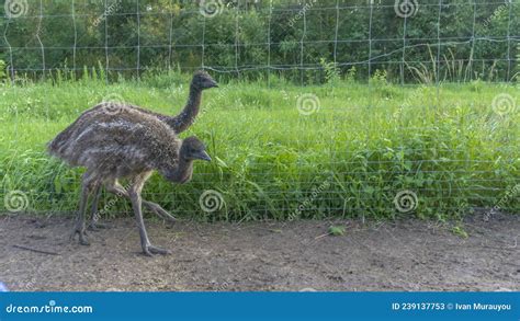 Jóvenes Avestruces Emu Caminan Por El Aviario Conservación De La