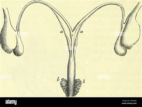 On The Anatomy Of Vertebrates [electronic Resource] 668 Anatomy Of