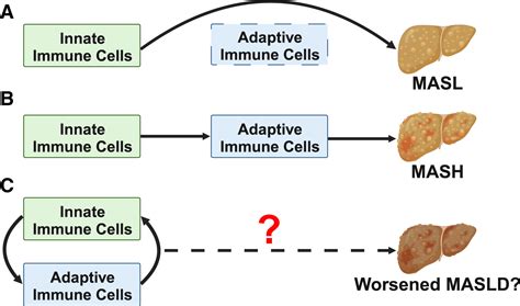 The Bidirectional Immune Crosstalk In Metabolic Dysfunction Associated