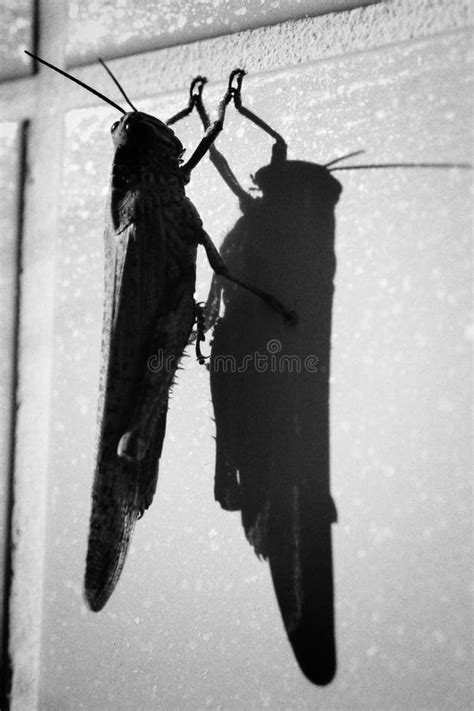 Close Up Of Big Grasshopper Climbing On Wall Stock Image Image Of Grasshopper Sunlight 259549721