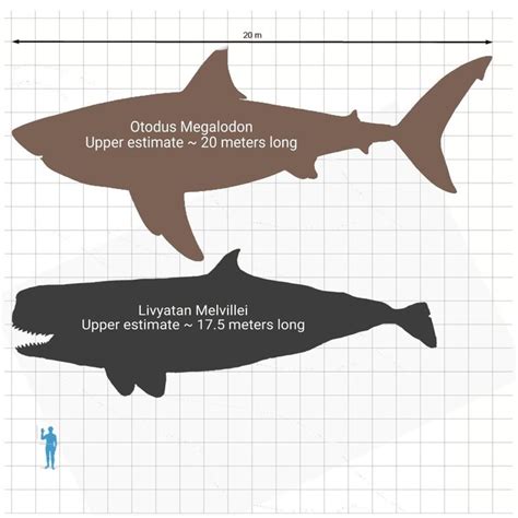 Jurassic World Wallpaper With Prehistoric Sharks Shark Species Size