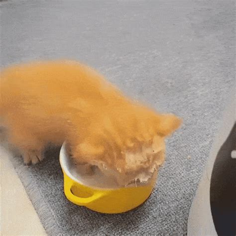 Hollyweencandy Cat  Hollyweencandy Cat Cat Drink Milk Discover