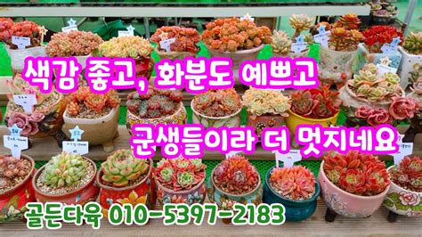 221221📍골든다육 수연 누다 라즈아가금 매직쨈골드 롱기시마 루비퍼피 올리비아 슈가베이비 체리환타지 Youtube