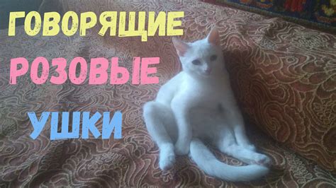 Говорящие розовые ушки| Котенок с розовыми ушками смотреть онлайн видео ...