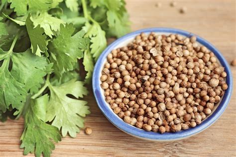 Premium Photo Coriander Seeds And Fresh