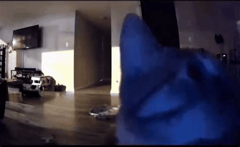 Cat Flashbang  Cat Flashbang Discover And Share S