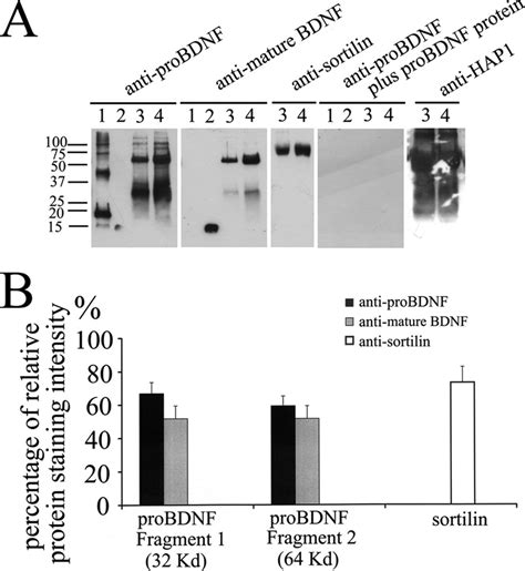 Hap1 Pro Bdnf Complex Is Altered In Hd A Rabbit Anti Hap1 Antibody Download Scientific