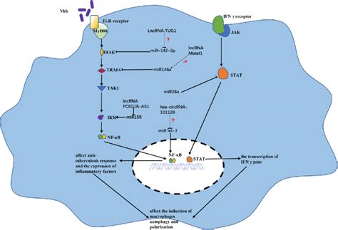 Non Coding RNAs Modulate Macrophage Functions Through Interacting With