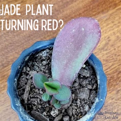Is Your Jade Plant Turning Red When You Should Worry About Red Leaves