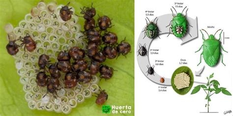 Cómo Eliminar Chinches Apestosas Del Tomate Plantas
