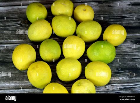 Pile Of Fresh Lemons The Lemon Citrus Limon Is A Species Of Small Evergreen Trees In The