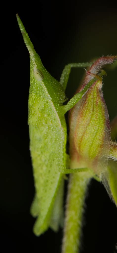 Northern Grass Pyrgomorph From Maitland Nsw Australia On January 4