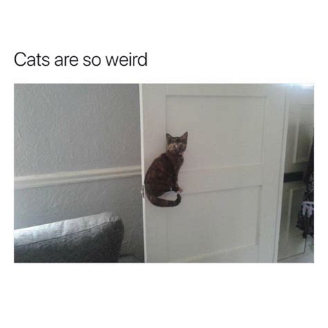 Cats Are So Weird Funny