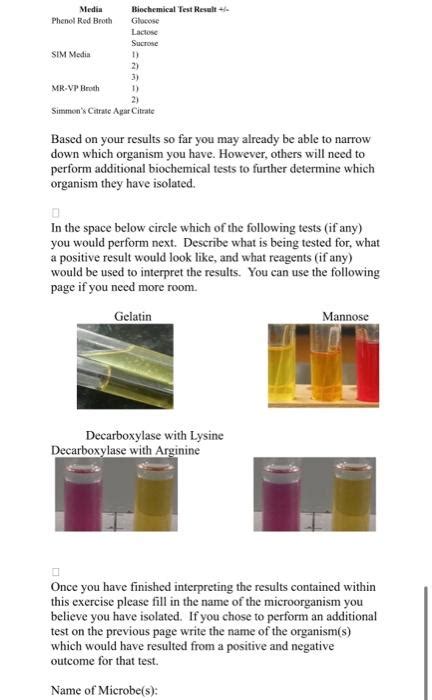 Solved Laboratory Exercise 13 Bacterial Isolation And