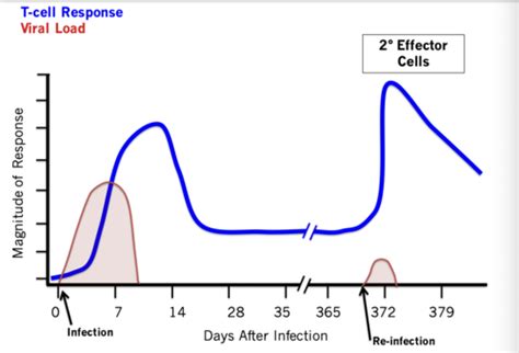 Lecture T Cell Effector Functions CD T Cells Flashcards Quizlet