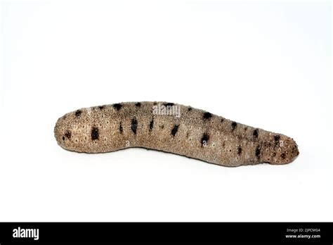 Sea Cucumber Isolated On White Background Echinoderms From The Class