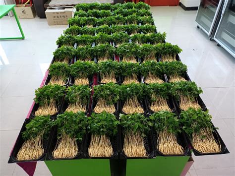 에이치투케이 김대표님 쇼케이스형 새싹삼재배기 직접 제작판매하면서 새싹삼도 재배해서 공급중이라고 합니다 그로운팜의 인삼포트 빅고객중 한 수경식물공장ㅡ그로운팜 Band