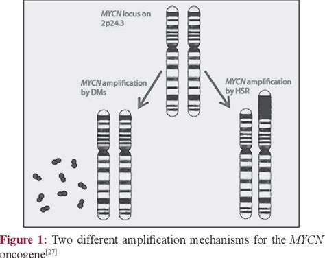 Table 1 From Amplification Of Cellular Oncogenes In Solid Tumors
