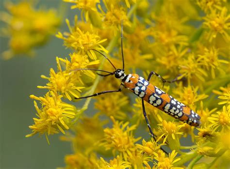 Ailanthus Webworm Moth Nectaring Macro Close Up Critiques Nature