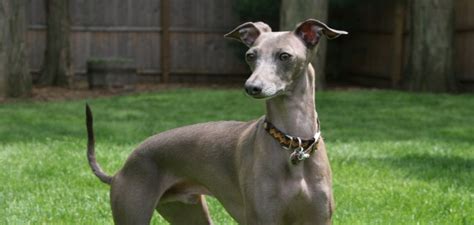 Anglický Chrt Chování Psů