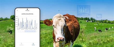 Moocollar S2 Cow Collar For Positioning And Activity Monitoring