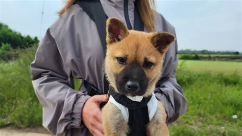 귀여운 춘자 때문에 산책 중 짬라이브 Youtube 귀여운 춘자 때문에 산책 중 짬라이브 Youtube