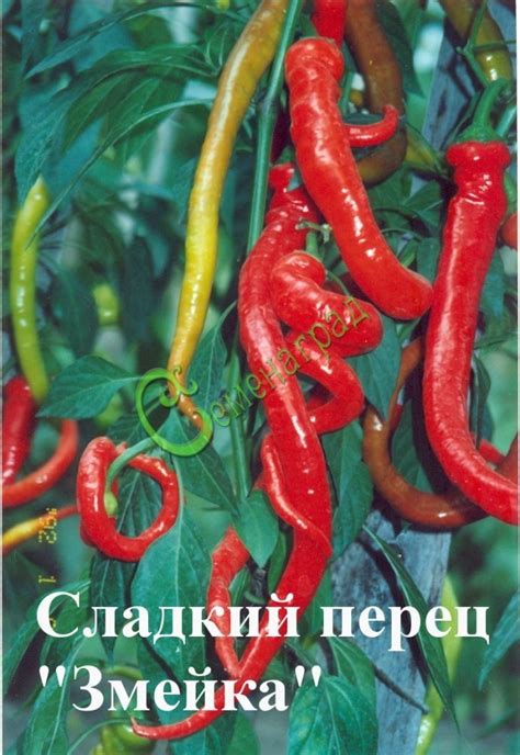 Семена сладкого перца Змейка