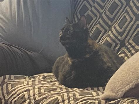 Catnip Is A Hell Of A Drug Ranimalsbeingderps