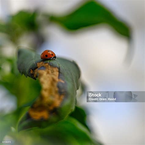 녹색 잎에 작고 아름 다운 빨간 무당벌레의 고해상도 클로즈업 매크로 이미지 이스라엘 0명에 대한 스톡 사진 및 기타 이미지