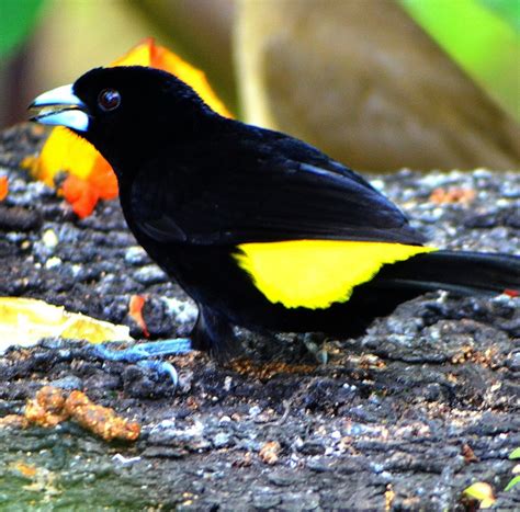 Some Common Beautiful Bird Species From Panama Birdingfieldguides Blog