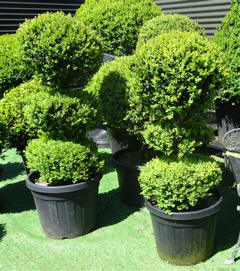 Topiary People Mature Buxus Sempervire­ns Greeen Gem Japanese Boxwood