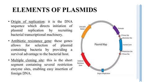 Plasmid Pptx