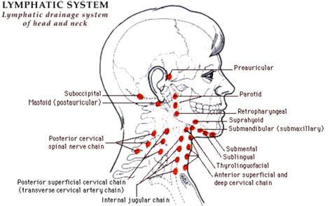 Лимфоузлы на подбородке расположение схема у взрослых