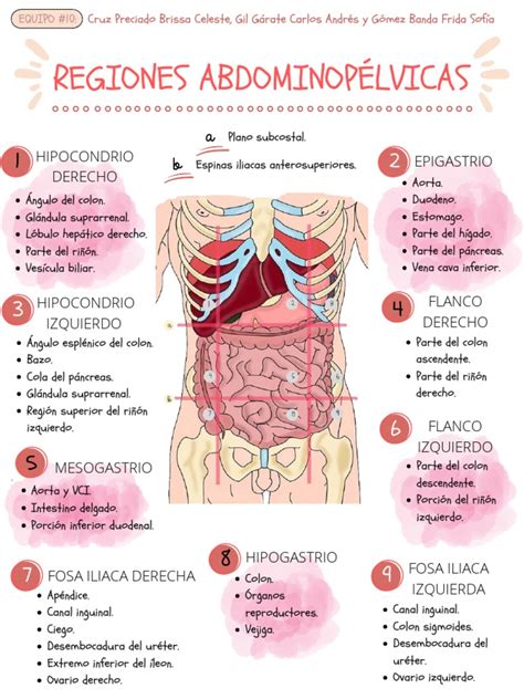 Regiones Abdominopélvicas Y Órganos Pdf Intestino Grueso Hígado