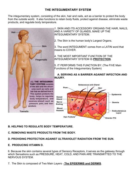 Integumentary System Skin Hair Nails Study Guide