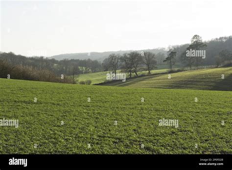 Development Of A Winter Wheat Crop From Seedling To Harvest Over