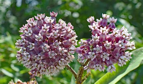 Common Milkweed Flower