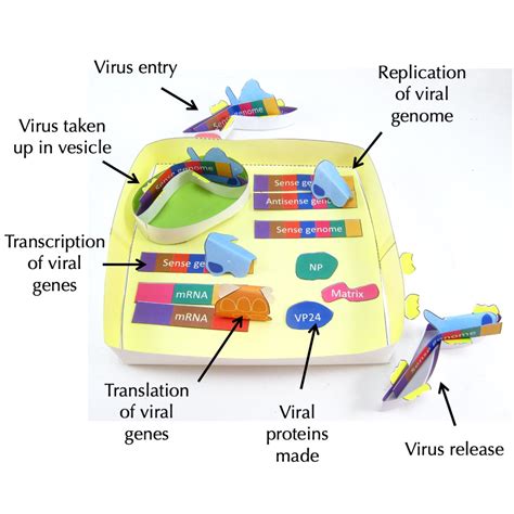 Labeled Diagram Ebola Virus