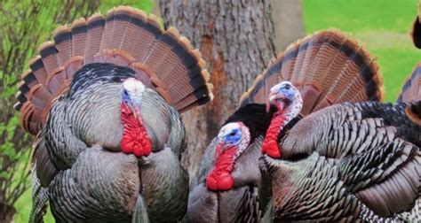 5 Fun Turkey Facts For Thanksgiving Farmers Almanac Plan Your Day
