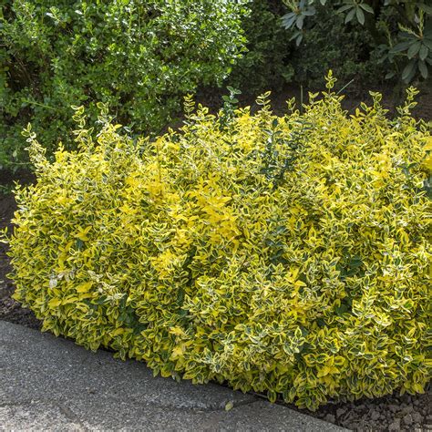 Direct Gardening 1 Gal Pot Emerald And Gold Euonymous Broadleaf