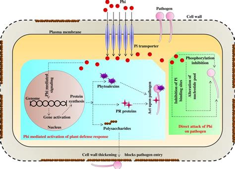 Michał Słota On Linkedin Fertilizer Fertilizing Cropprotection Plantprotection Plants
