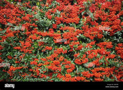 Orange Red Berries In October Of The Pyracantha Or Firethorn Shrub