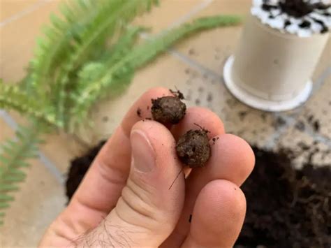 Brown Balls In Soil Exactly What Are They