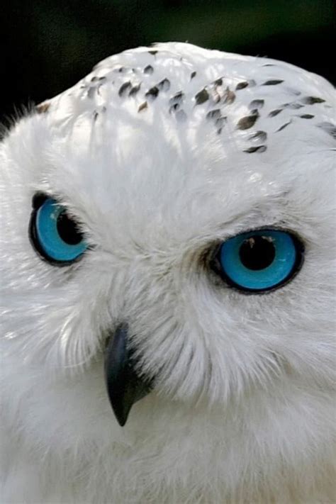 Белая сова научные доказательства Snow Owl Owl Pictures Beautiful Owl