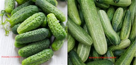 Pickling Cucumber Vs Regular Slicing Cucumber