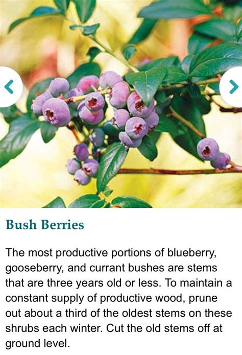 What To Prune And When Currant Bush Prune Berries